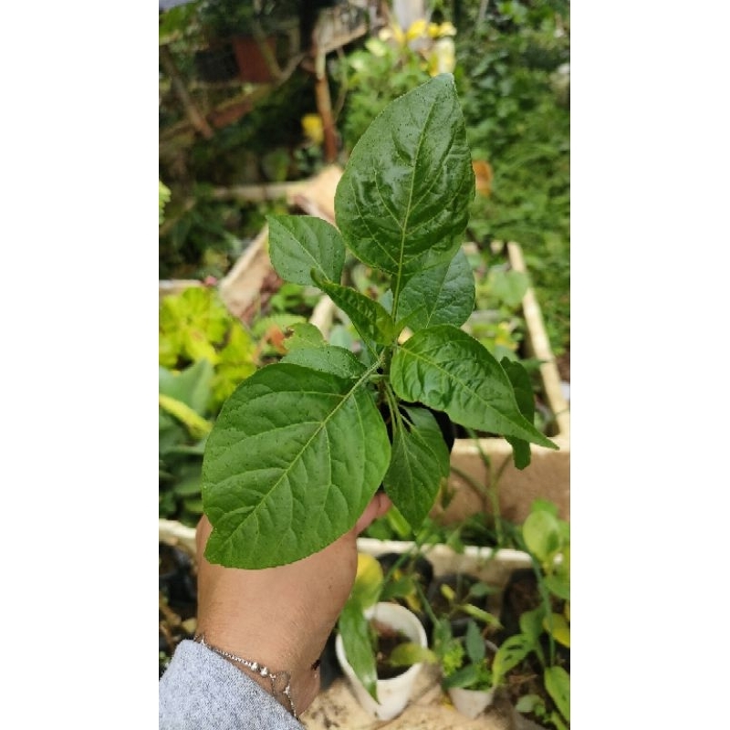 Siling Labuyo (native) | Shopee Philippines