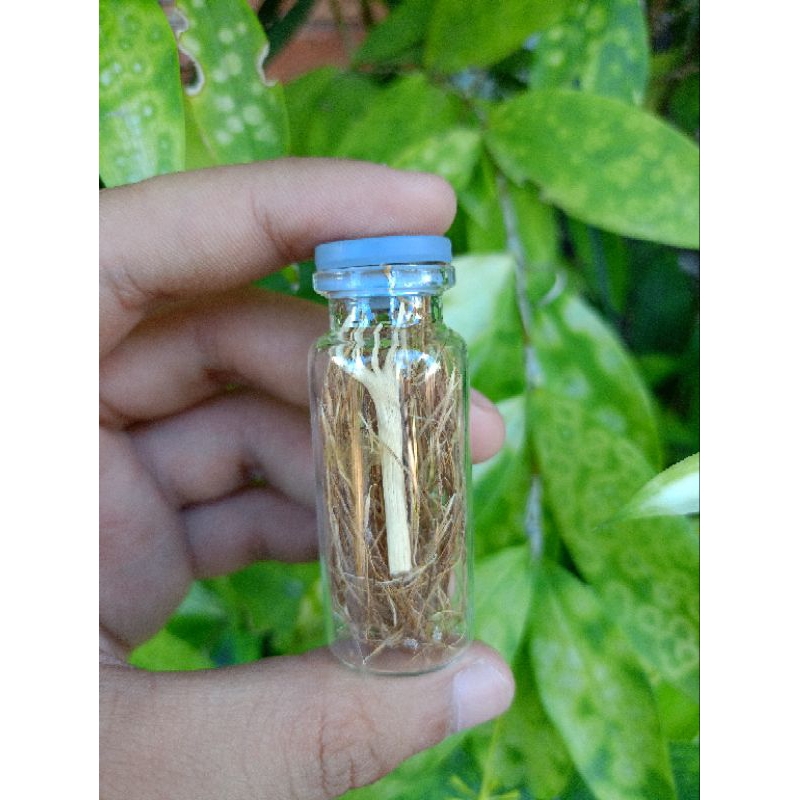 Feng Shui Balbas ng Duwende Wishing Root | Shopee Philippines