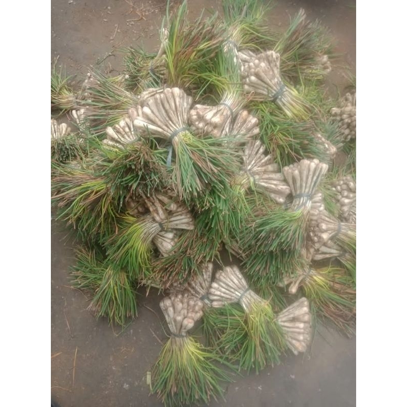 sakurab Palapa lasona | Shopee Philippines