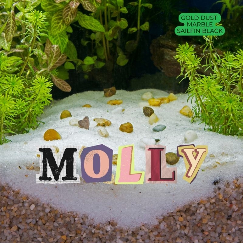 Aquarium Decor for Molly (Check Variation and read description ...