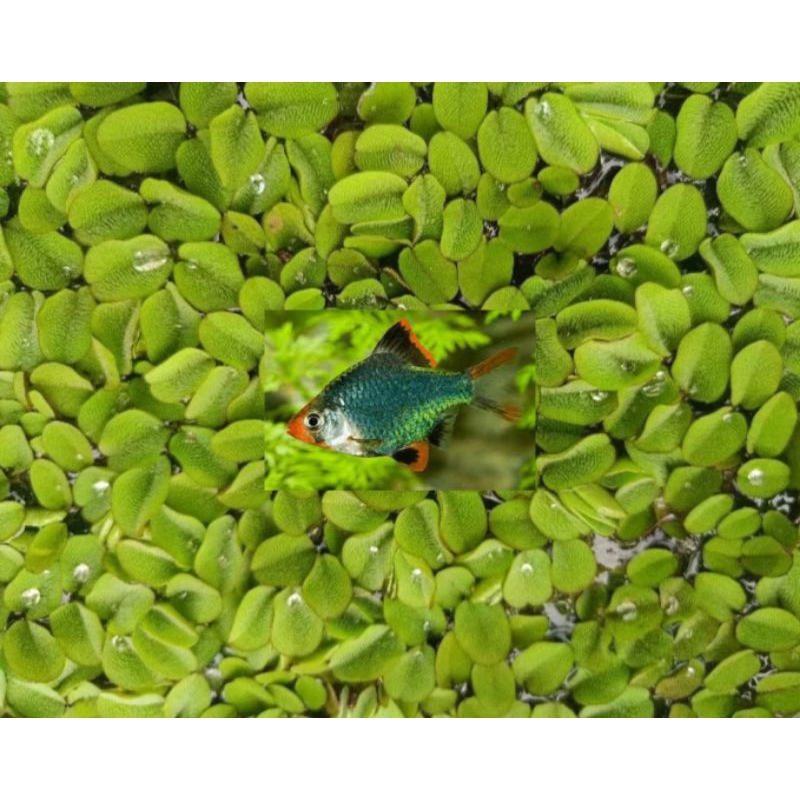 Sumatra Brb Aquatic Plants | Shopee Philippines