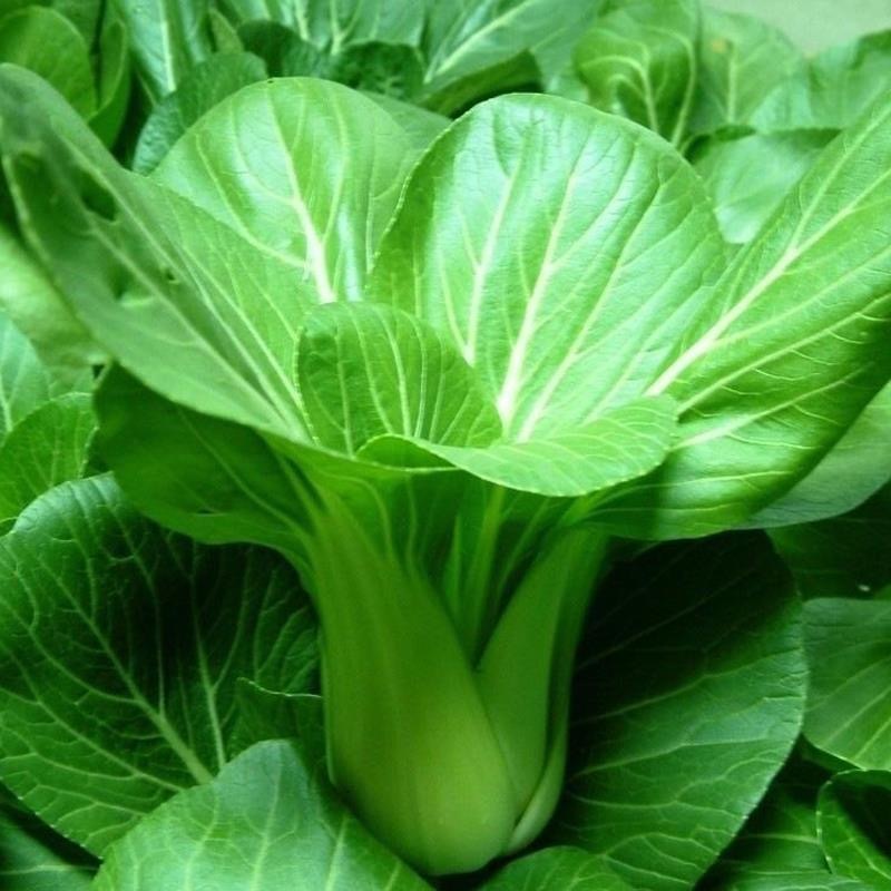 (500seed) Pak Choi Seed - Pechay Seeds Vegetable Seeds Bok Choy Seeds ...