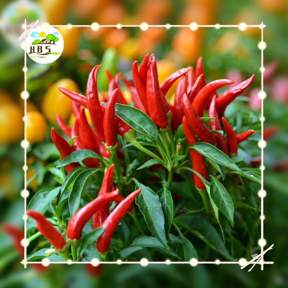 Siling Labuyo Hybrid - Hot Pepper Taiwan Chili / Siling Taiwan Chili ...