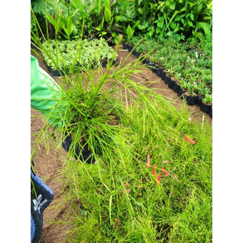 FIRECRACKER RED FLOWERS - LIVE PLANTS | Shopee Philippines