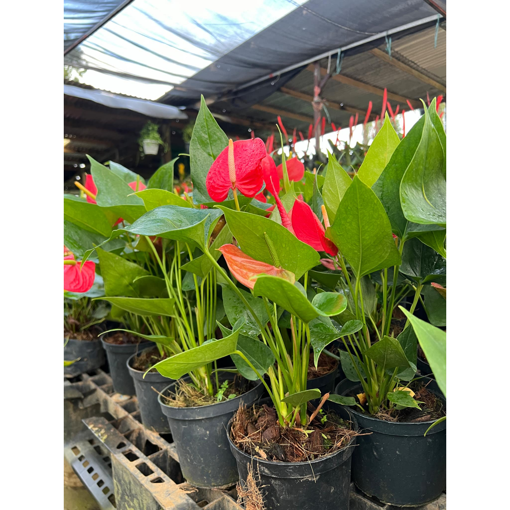 𝐀𝐧𝐭𝐡𝐮𝐫𝐢𝐮𝐦 '𝐃𝐨𝐫𝐚' 𝐈𝐧𝐝𝐨𝐨𝐫 𝐏𝐥𝐚𝐧𝐭 𝐰𝐢𝐭𝐡 𝐅𝐑𝐄𝐄 𝐏𝐥𝐚𝐬𝐭𝐢𝐜 𝐏𝐨𝐭 𝐚𝐧𝐝 𝐆𝐚𝐫𝐝𝐞𝐧 𝐒𝐨𝐢𝐥 ...