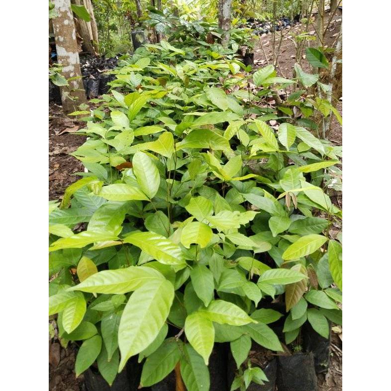 rr rambutan tuklapin seedlings | Shopee Philippines