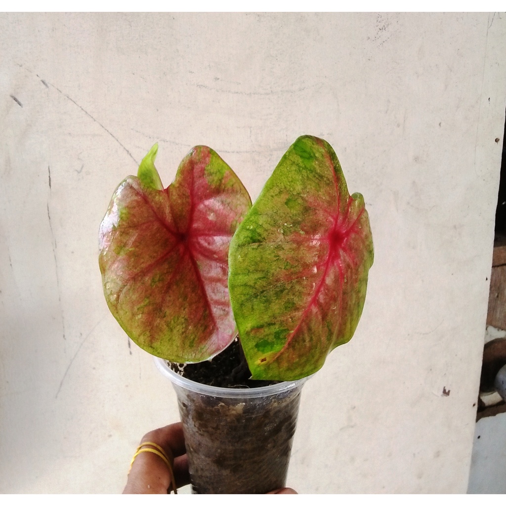 Caladium Thailand New Hybrid Live plant | Shopee Philippines
