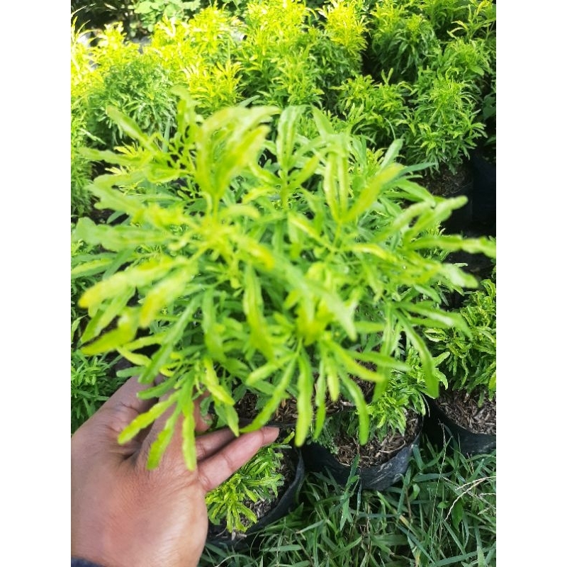 Golden Papua Live Plant‼️ (5 for 180 ) | Shopee Philippines