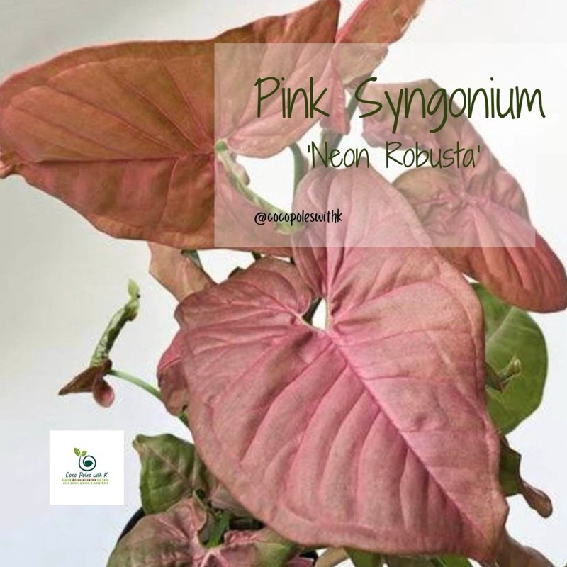 Syngonium Neon Pink Robusta Gardening Decoration | Shopee Philippines