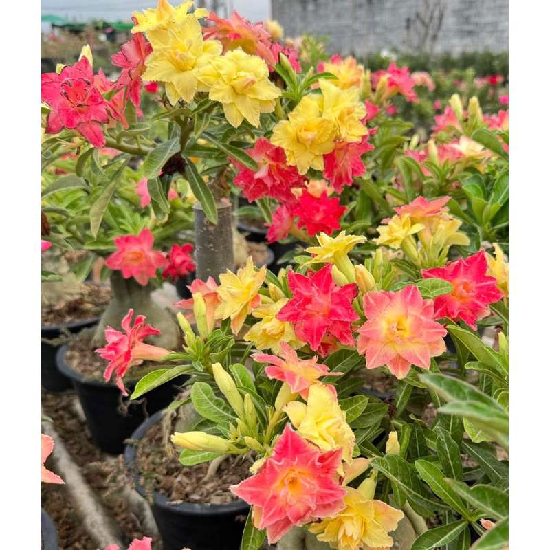 KKE Flower Garden 4+1 MIXED COLORS ADENIUM TRIPLE PETALS Mixed Multi ...