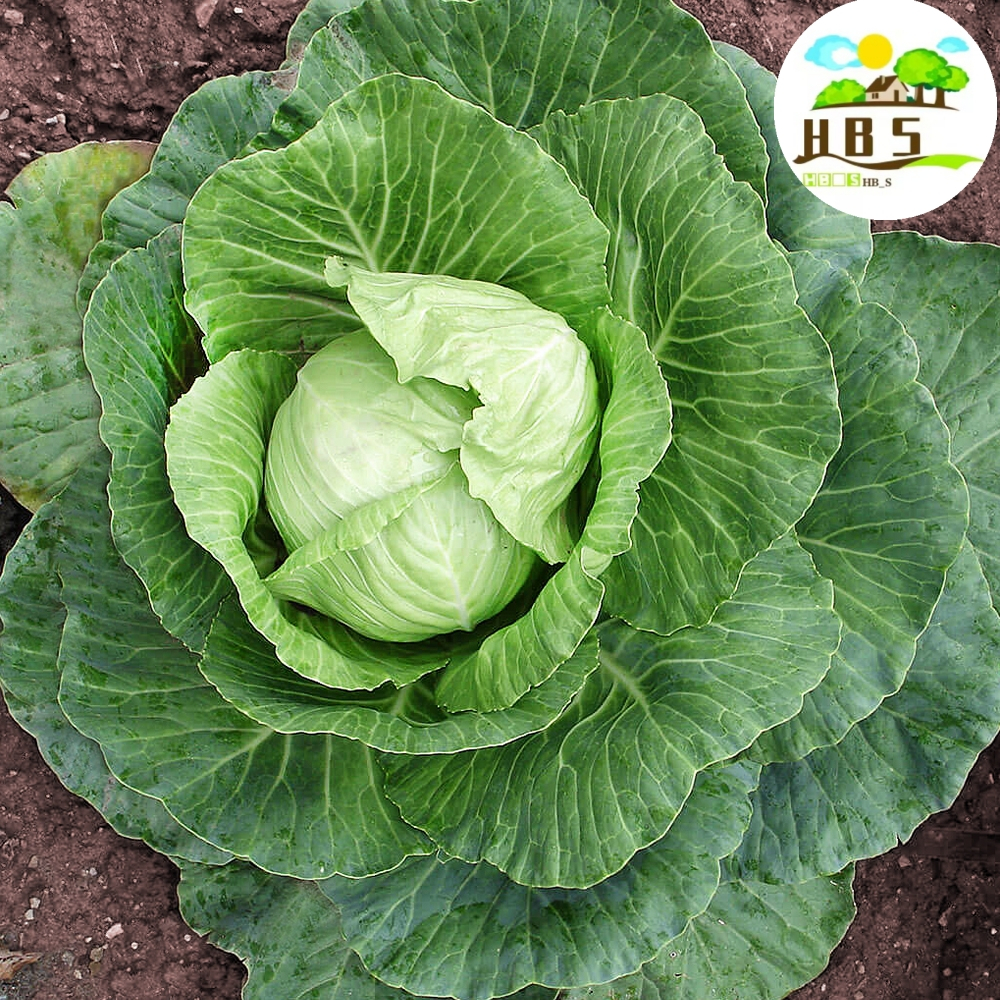 Cabbage Seeds For Planting - Hybrid Repolyo Cabbage Vegetable Seeds ...