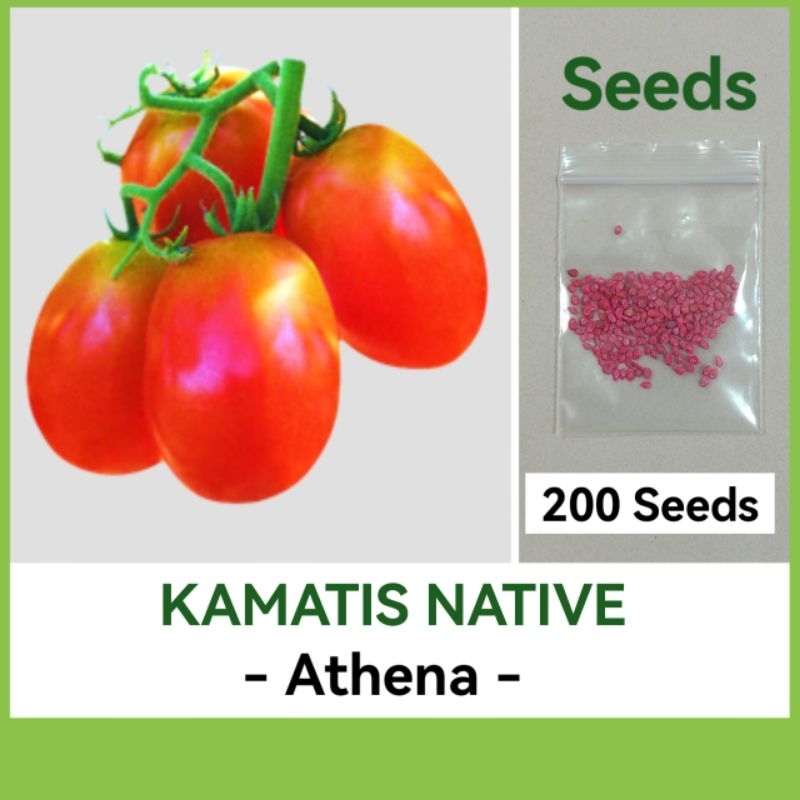 KAMATIS NATIVE SEEDS - ATHENA Variety - High Quality Vegetable Seeds ...