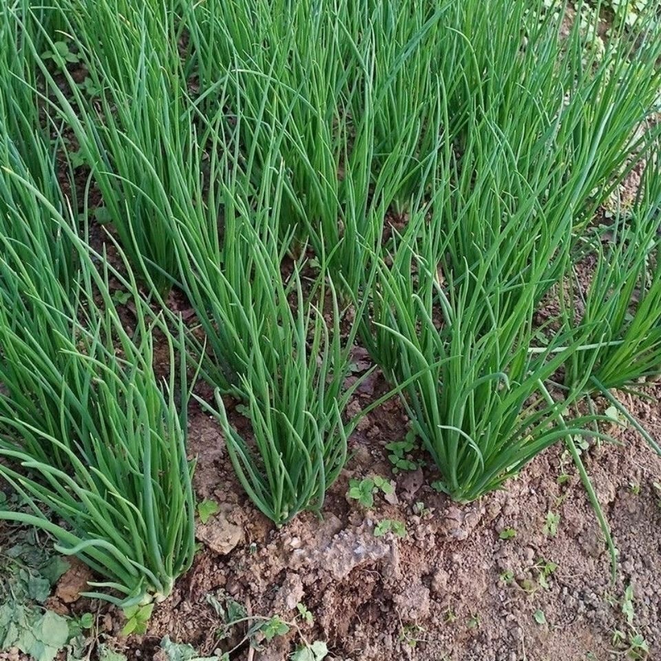 Spring Onion Seeds | (500Seed) Bunching Onion Seeds | Dahon Sibuyas ...
