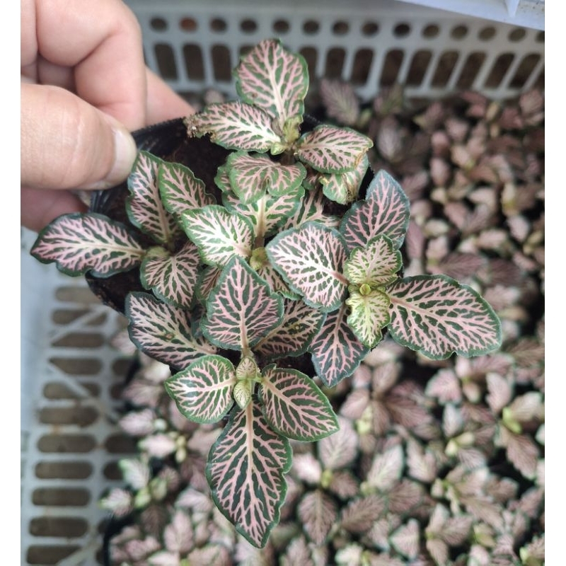fittonia "pink tiger"/nerve plants/terrarium | Shopee Philippines