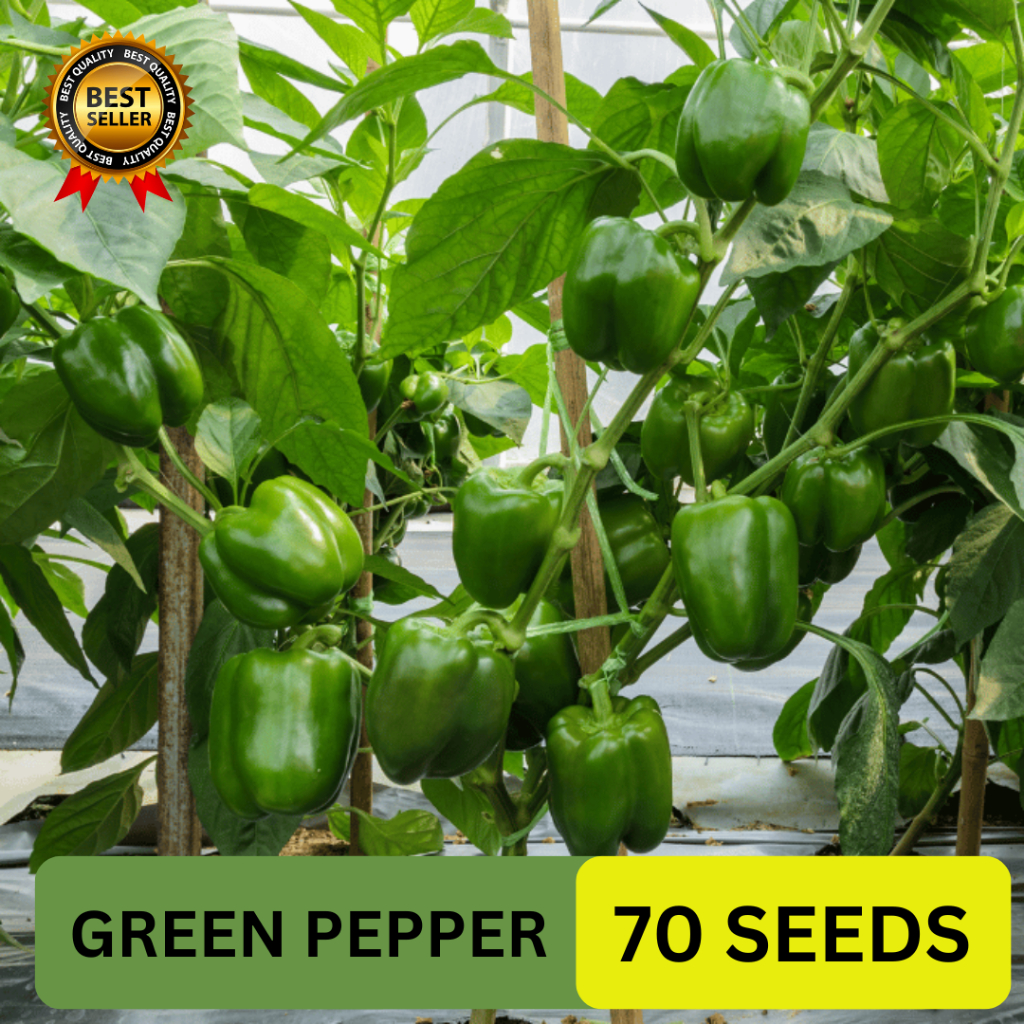 70 SEEDS- GREEN PEPPER SEEDS FOR PLANTING/HYBRID/EASY TO GROW/BIG ...