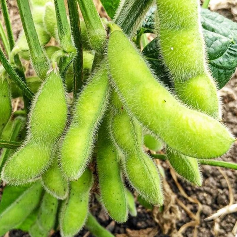 Japanese Korean Green Soybean ( 20 seeds ) Edamame Soya Beans Vegetable ...