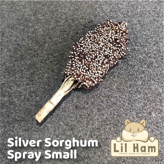 Silver Sorghum Spray Hamsteer Treats 1 Stick Small / Large | Shopee ...