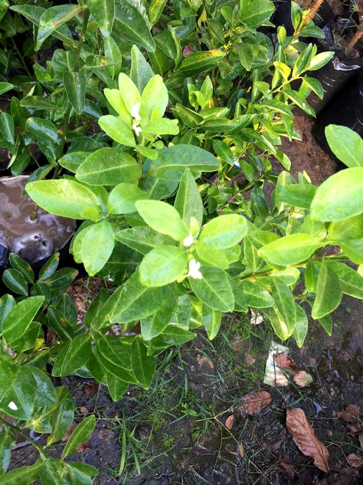 KIAT-KIAT and CITRUS Seedlings 20 to 30 inches tall | Shopee Philippines