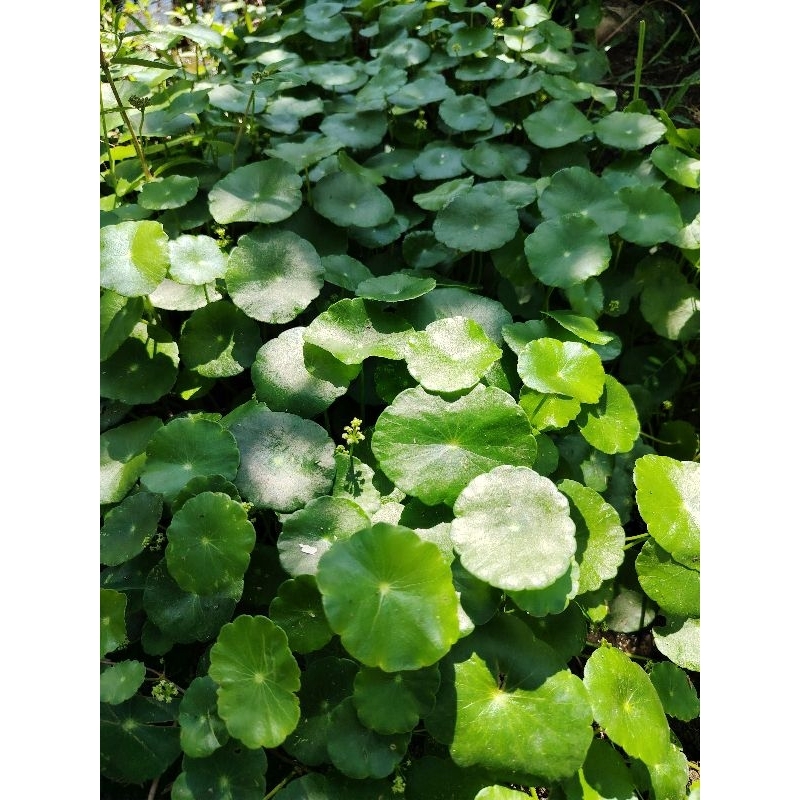 COIN PLANT /CHINESE LUCKY PLANT (ROOTED) | Shopee Philippines