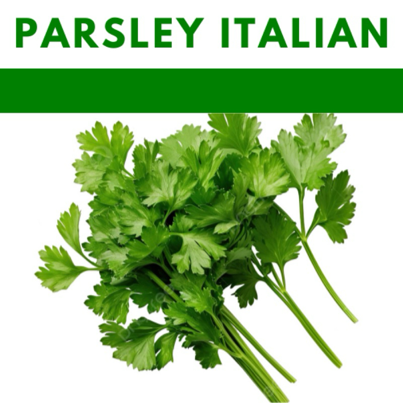 PARSLEY Italian 30seeds Flat leaf herbs and spices repacked seeds ...