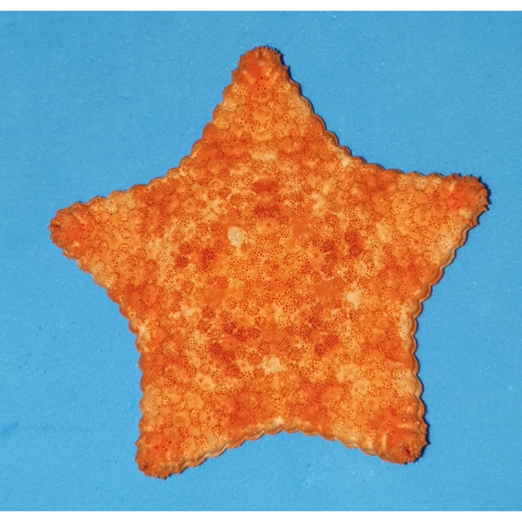 REAL STARFISH. Lovely Color. #2. | Shopee Philippines