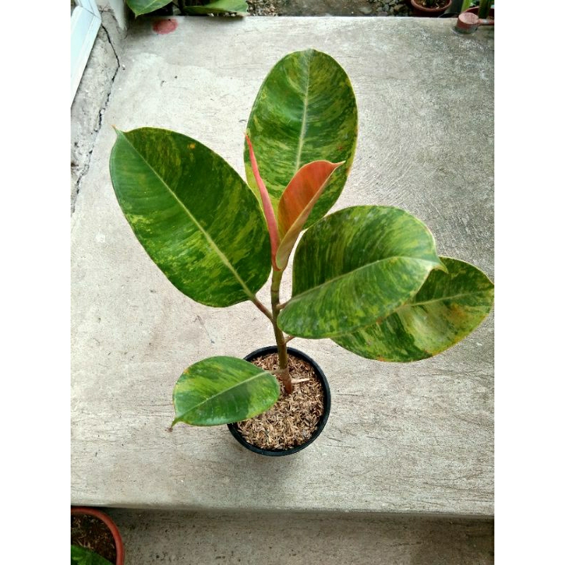 Ficus Elastica Honduras (rubber plant): live plant | Shopee Philippines