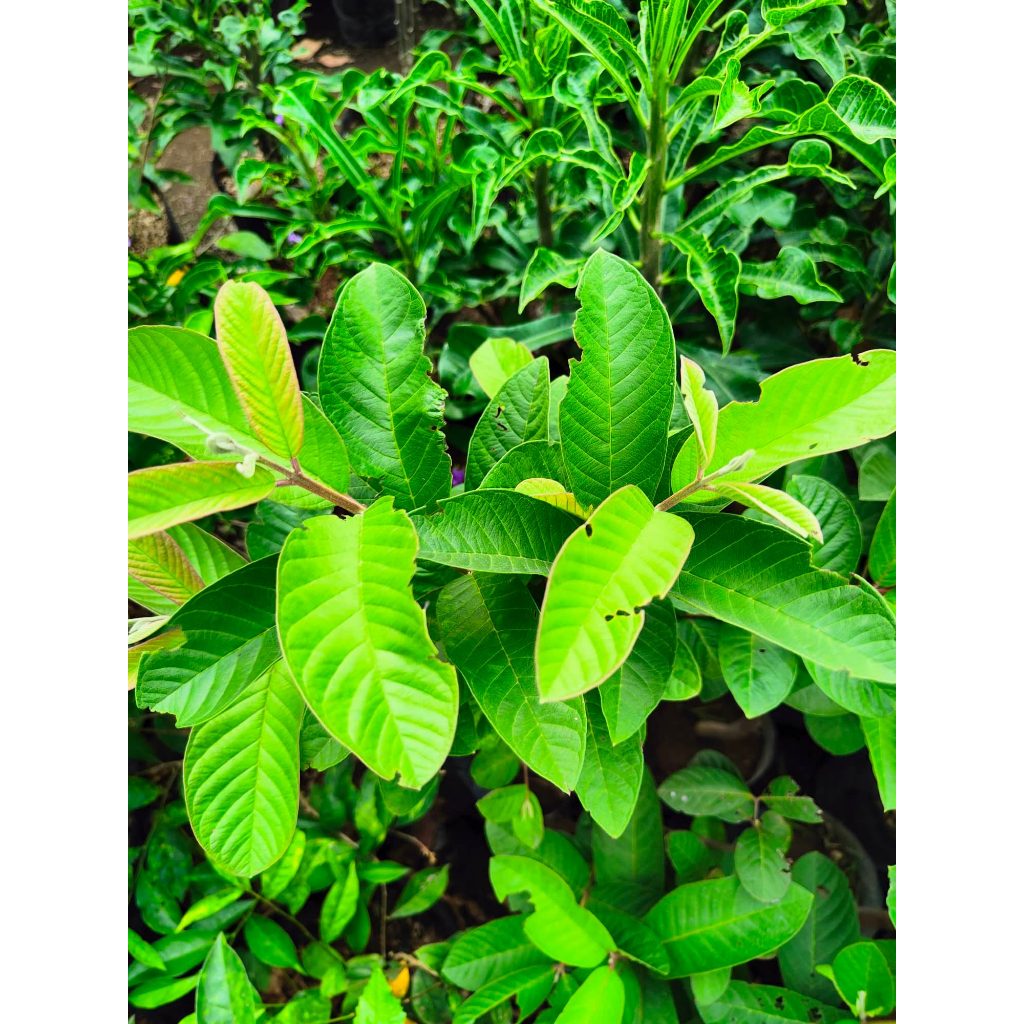 Native Guava PLANT (FRUIT BEAR!NG - LIVE PLNT) with FREE garden soil ...
