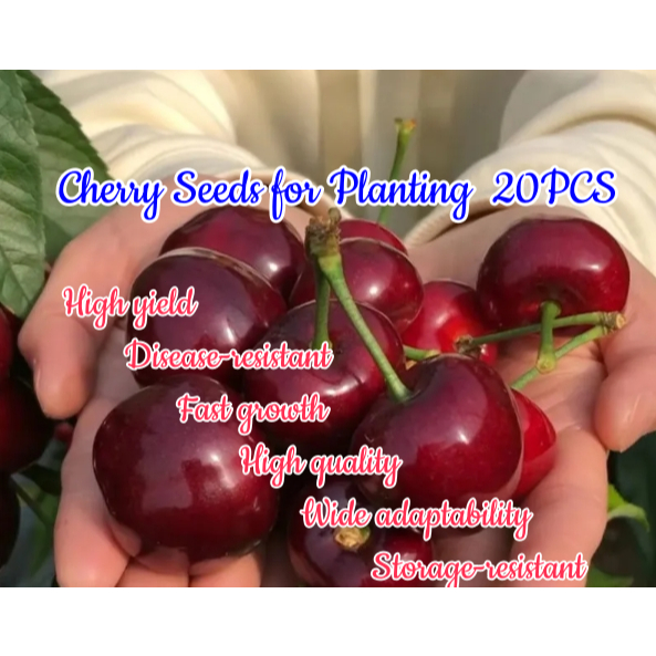 Fresh Dwarf Cherry Tree Seeds Sweet Cherry Seeds for Planting Fruit ...