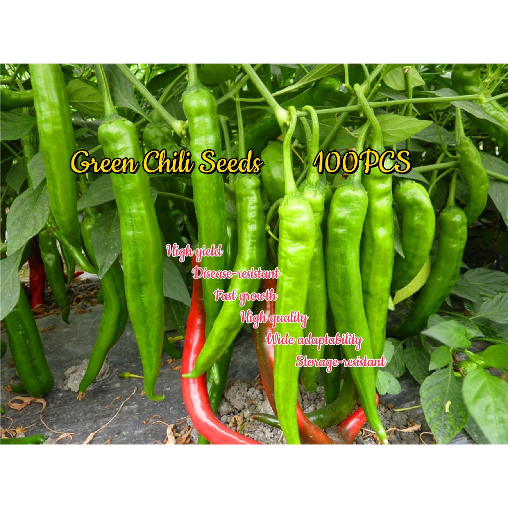 (100Seeds/Pack)SILI PANIGANG/Siling Haba/Hot Pepper Green/Bicol Express ...