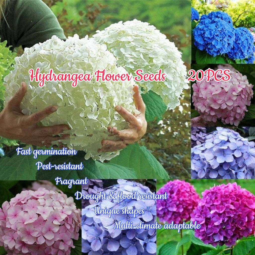 Philippine Stock 20pcs Mixed Colors Hydrangea Flower Seed Indoor ...