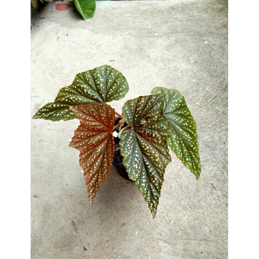 Begonia Argenteo Guttata: live plant | Shopee Philippines