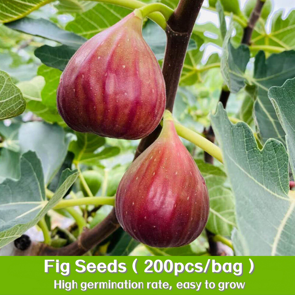 High yield seeds Fig Seeds-（600seeds）Fig Tree Seeds Mixed Rare Black ...