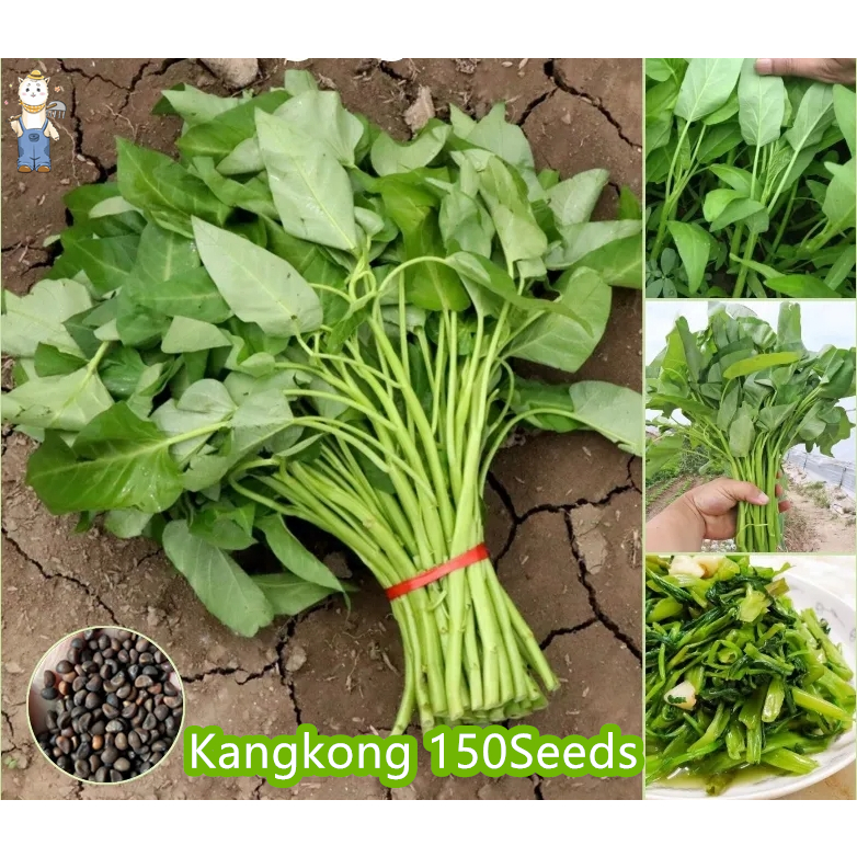 Chinese Kangkong Seeds - (100seeds/pack) Upland Kangkong seeds / Upland ...