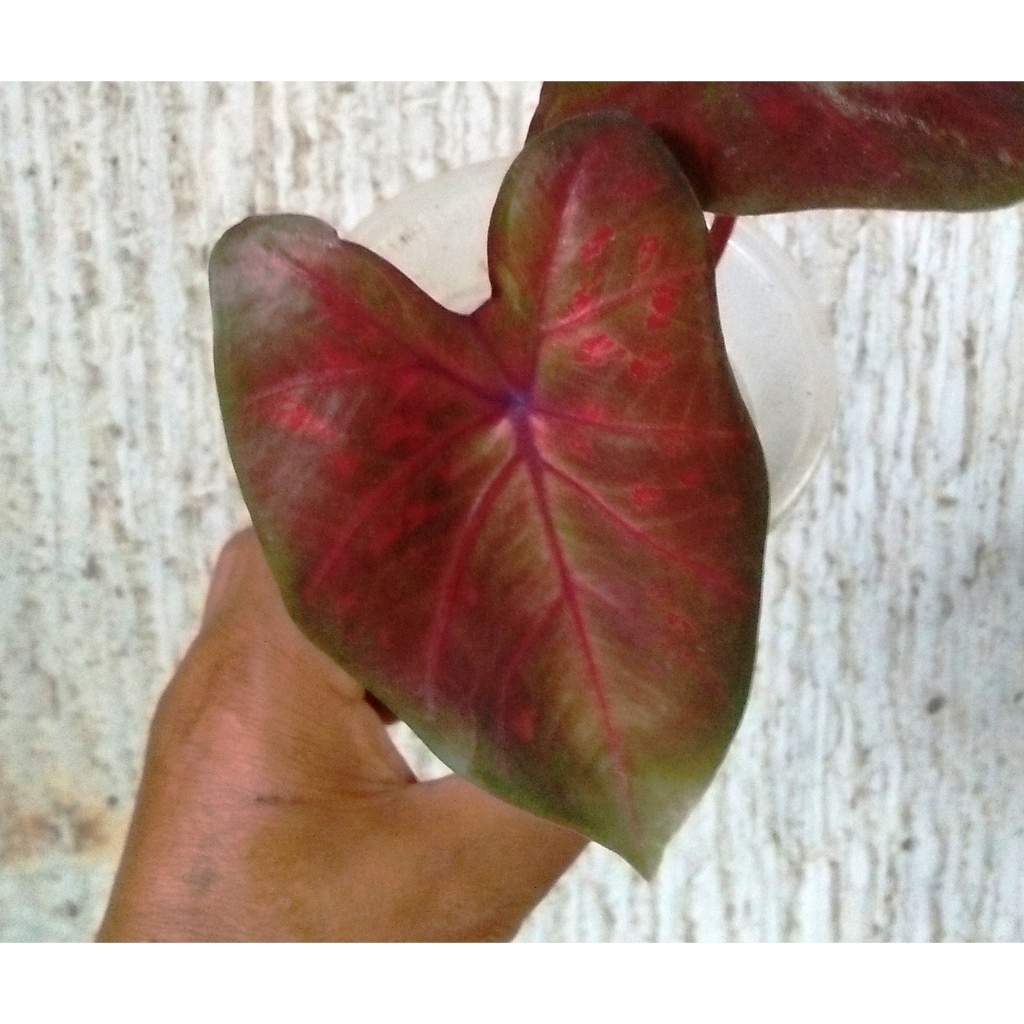 Thai Negra Caladium Thailand Variety | Shopee Philippines