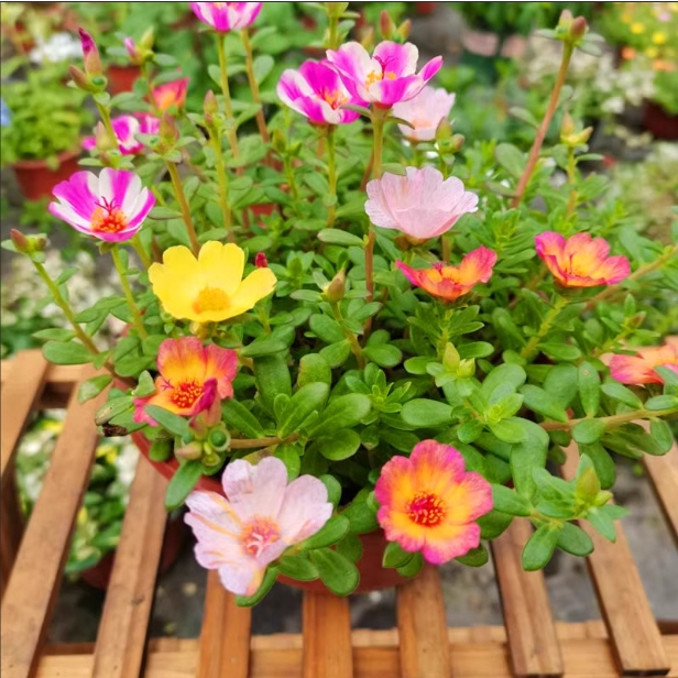 Portulaca Seed - (100seeds/1pack）Moss Rose Double Dazzle Portulaca ...