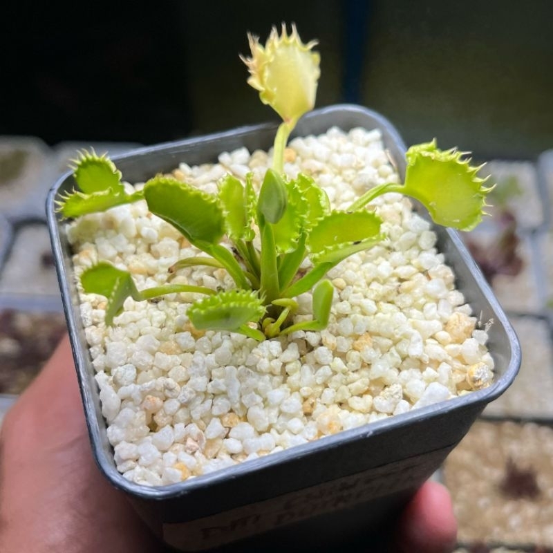 Venus Flytrap CHINESE DUMPLING rare | Shopee Philippines