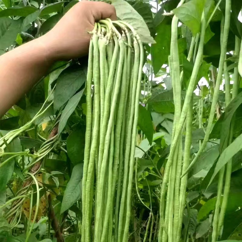 Pole Sitao Seeds 20seeds /Green Long Beans Sitaw Seeds | Shopee Philippines