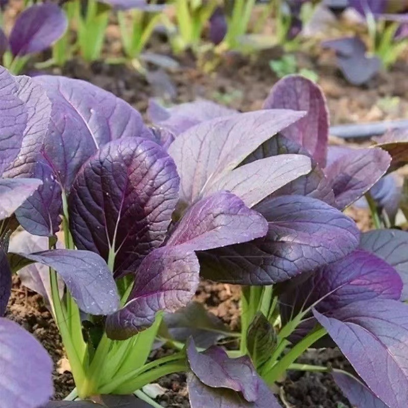 Purple pak choi seeds 500seeds have bumper harvest Efficient planting ...