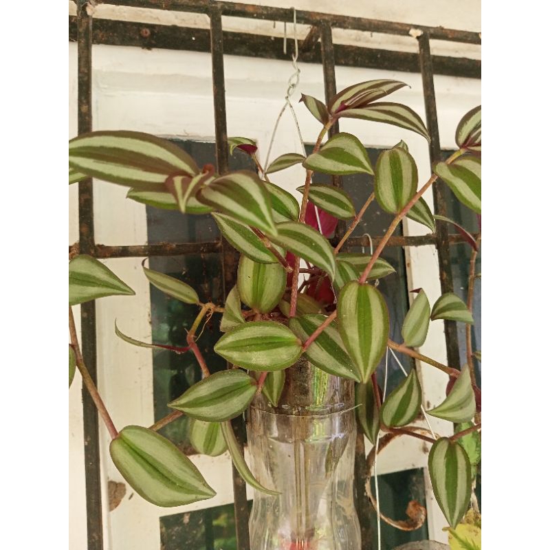 TRADESCANTIA ZEBRINA /INCH PLANT/LIVE PLANT/HANGING PLANT/LIVE PLANT ...