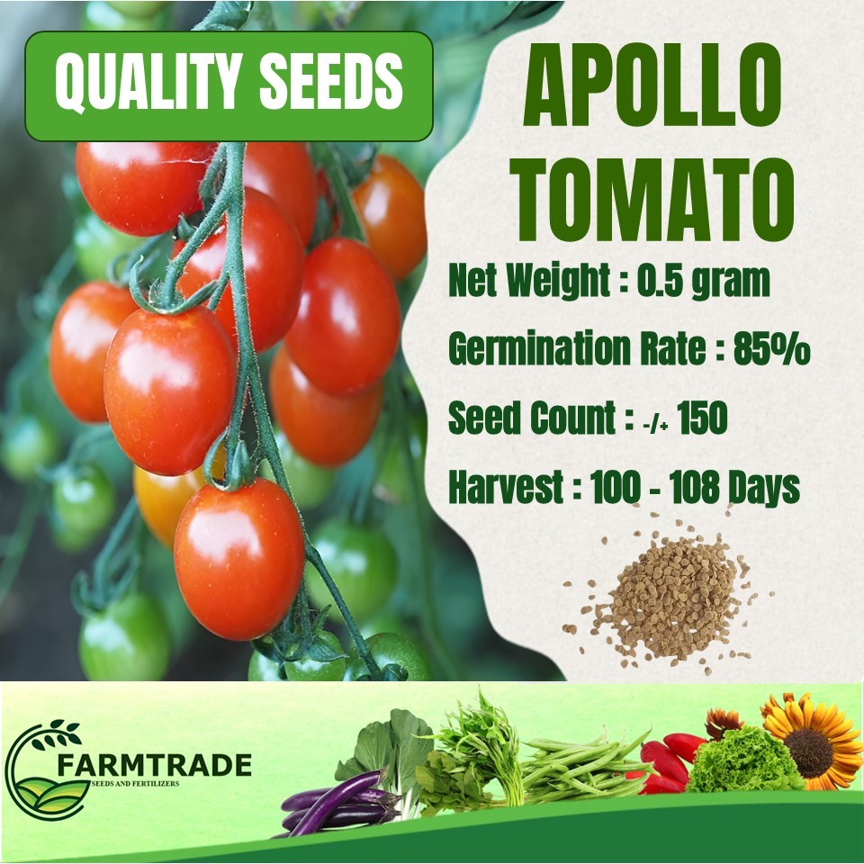APOLLO TOMATO ( 150 Seeds ) - Improved Variety | Shopee Philippines