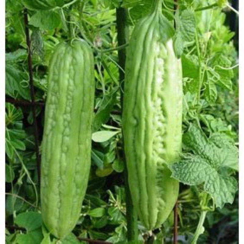 Ampalaya Seeds-(10seeds/1pack)Long Green Variety / Bitter Gourd ...