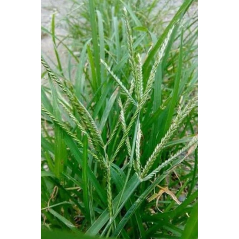 Paragis (Halaman na/ Cuttings) | Shopee Philippines
