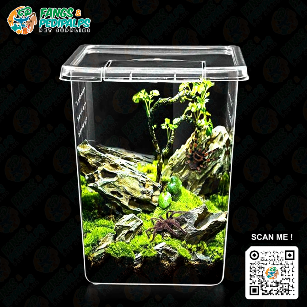 Arboreal-Fossorial Breeding Box (Small) | Enclosure | Terrarium ...