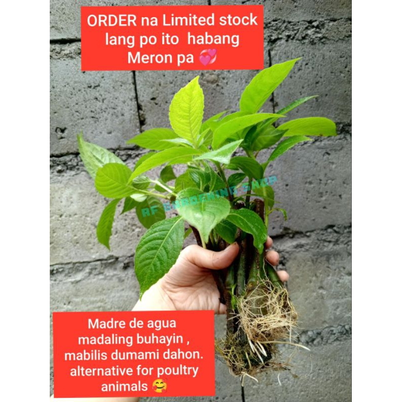 SURELY HIGH QUALITY ( BUY 3 get 1 free ) MADRE DE AGUA ROOTED FOR ...