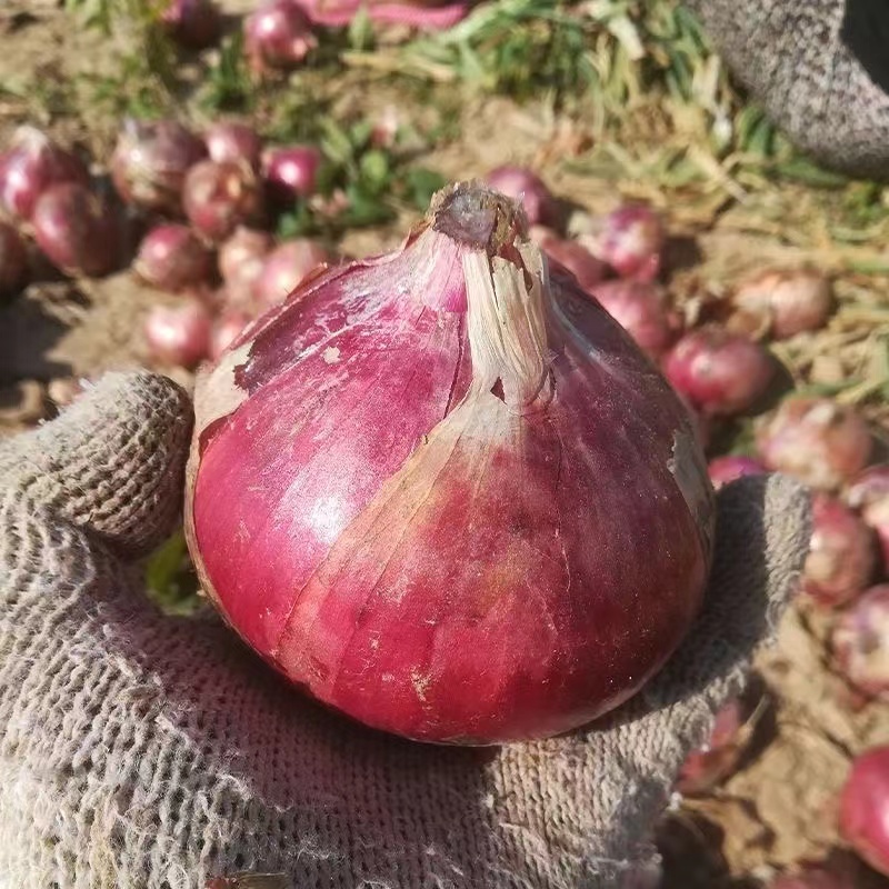 Onion seeds for planting（200seeds）Red Onion Seeds | Pulang Sibuyas ...