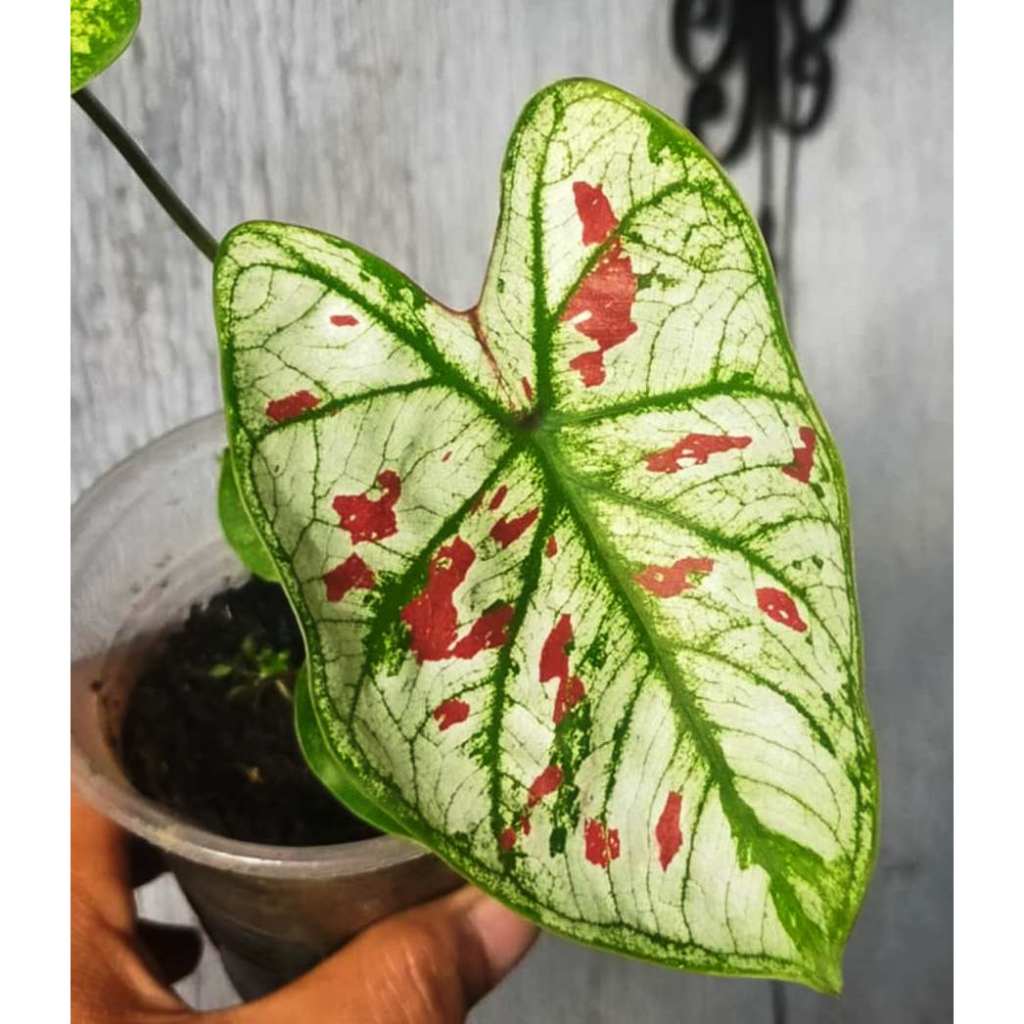 Strawberry Star Caladium with baby | Shopee Philippines