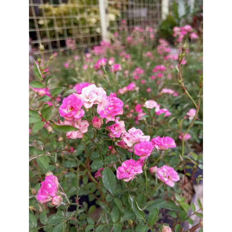 carpet rose small size | Shopee Philippines