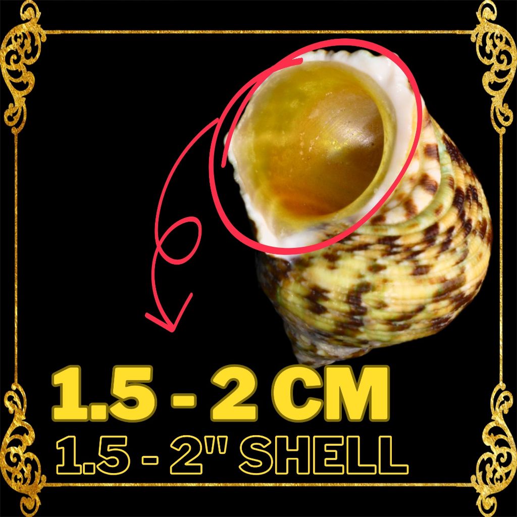 HERMIT CRAB SHELL : Turbo Gold | Mouth Turban | Natural SEASHELLS ...