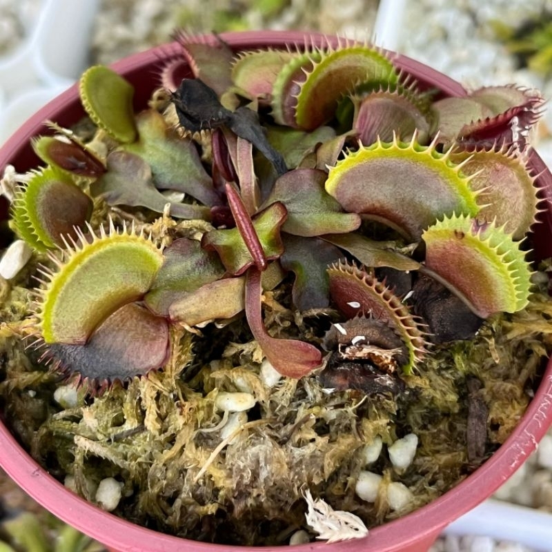Venus-Flytrap ARCHANGEL | Shopee Philippines