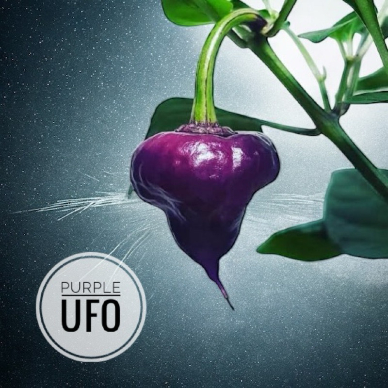 PURPLE UFO PEPPER SEEDS | Shopee Philippines